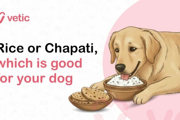 15 Good Vegetables for Dogs | Food Guide for Dog Parents
