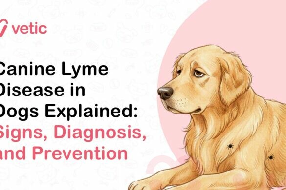 Antibiotics for Dogs: Uses, Safety, Side Effects and More