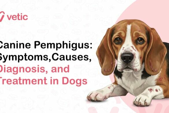 Pyometra in Dogs: Causes, Signs and Treatment