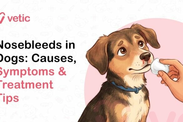 Antibiotics for Dogs: Uses, Safety, Side Effects and More