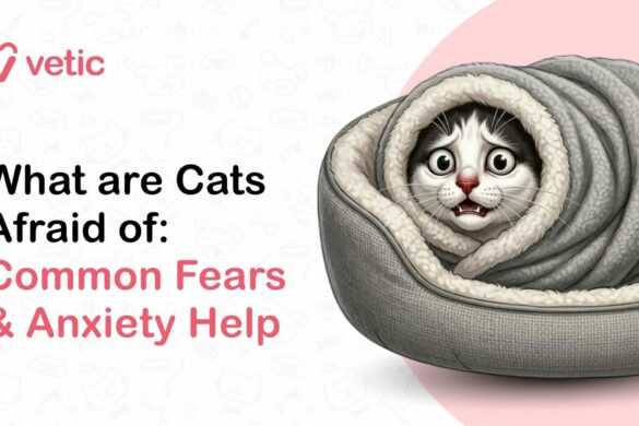 20 Cat Sleeping Positions and What They Mean